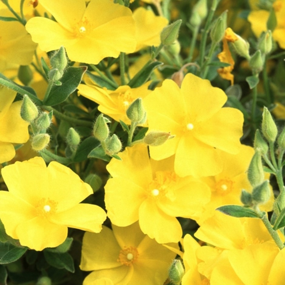 halimium calycinum - Kelnan Plants